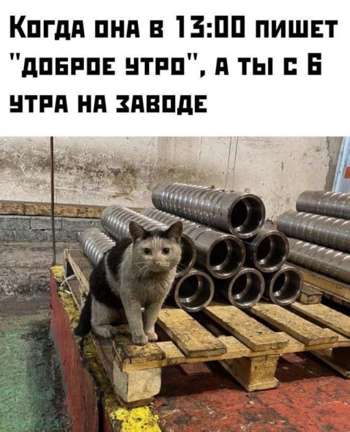 Свежие мемы и картинки